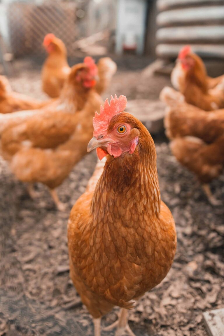 7 awesome backyard farm animals for a small space - basic farm girl