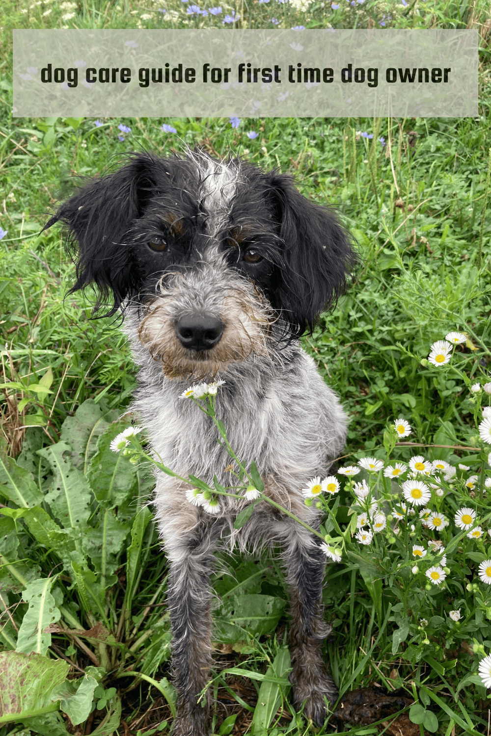 A dog care guide for first time dog owners - basic farm girl