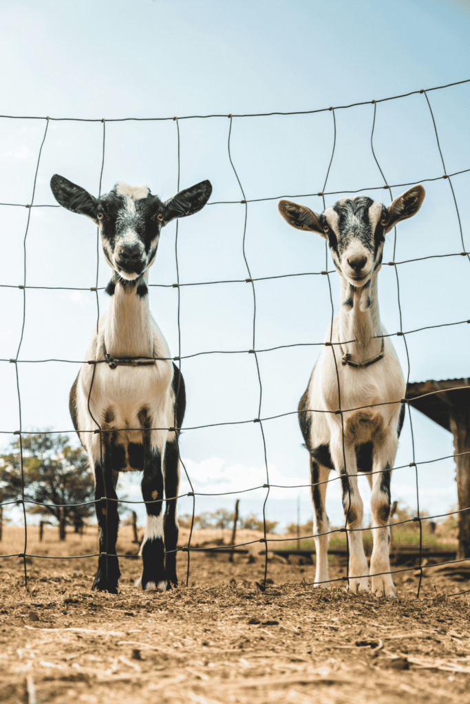 Everything you need to know about owning goats - basic farm girl